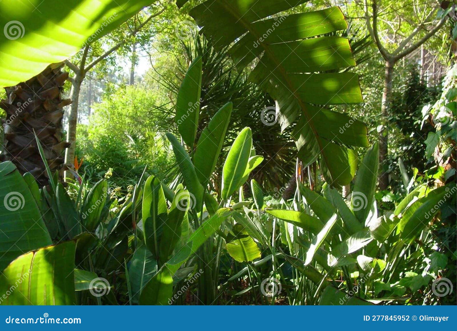 Dense Tropical Equatorial Vegetation in a Rain Forest. Stock Photo ...