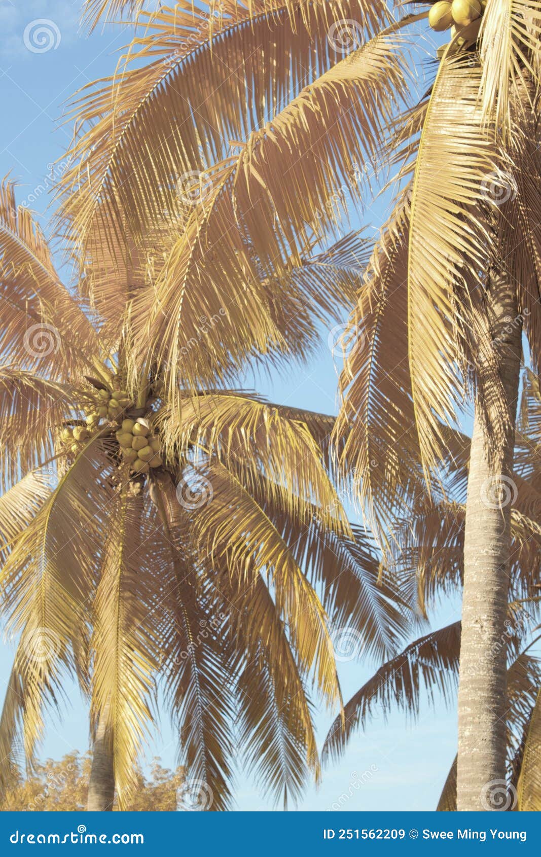 Scene of Looking Up the Sky with Coconut Tree in the Foreground. Stock ...