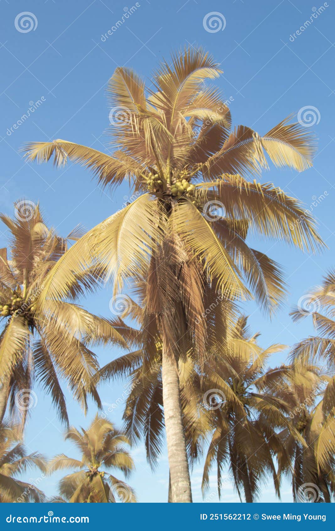 Scene of Looking Up the Sky with Coconut Tree in the Foreground. Stock ...