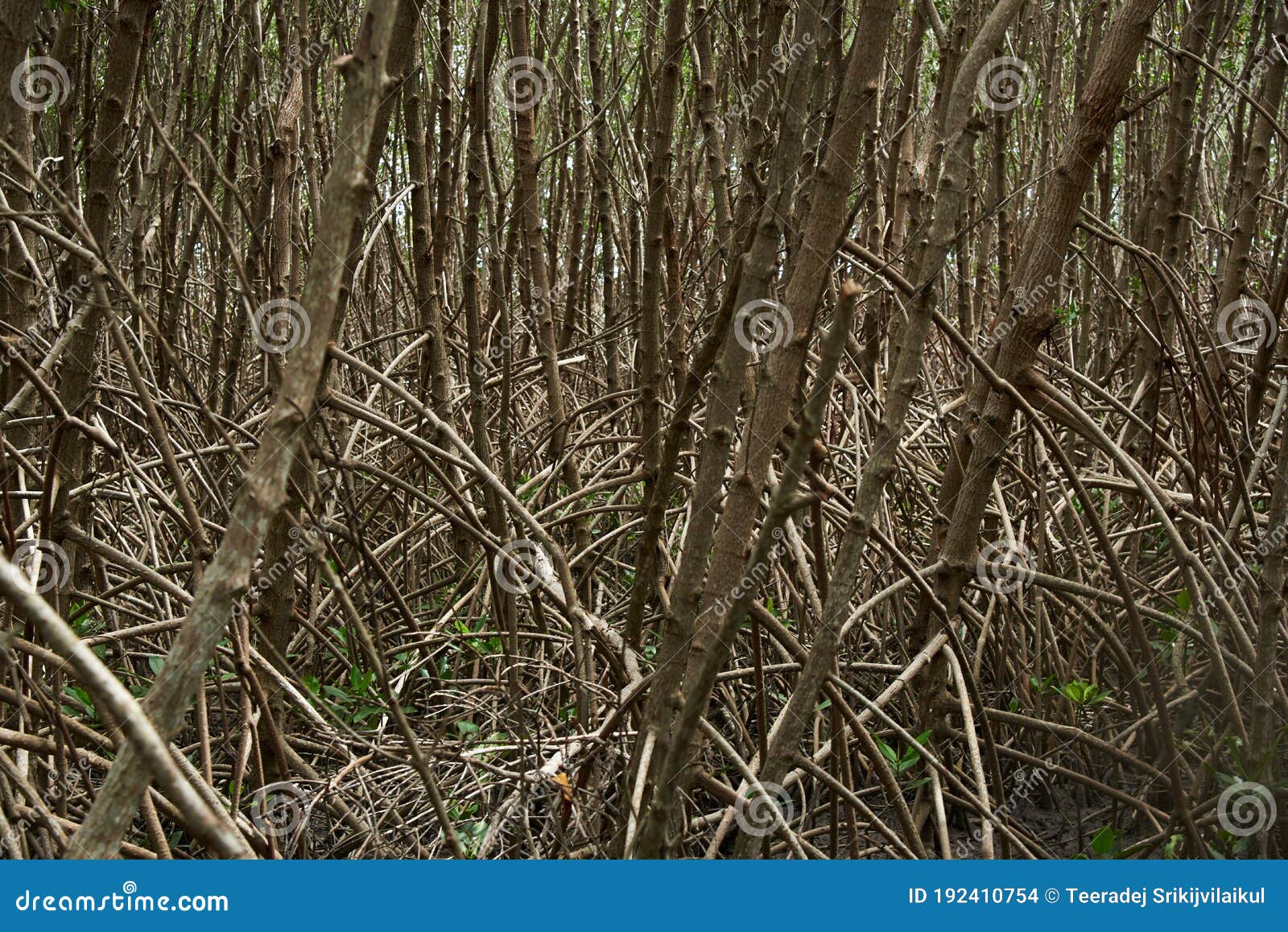 Scene of Mangrove Tree Branch Pattern Stock Photo - Image of botanic ...