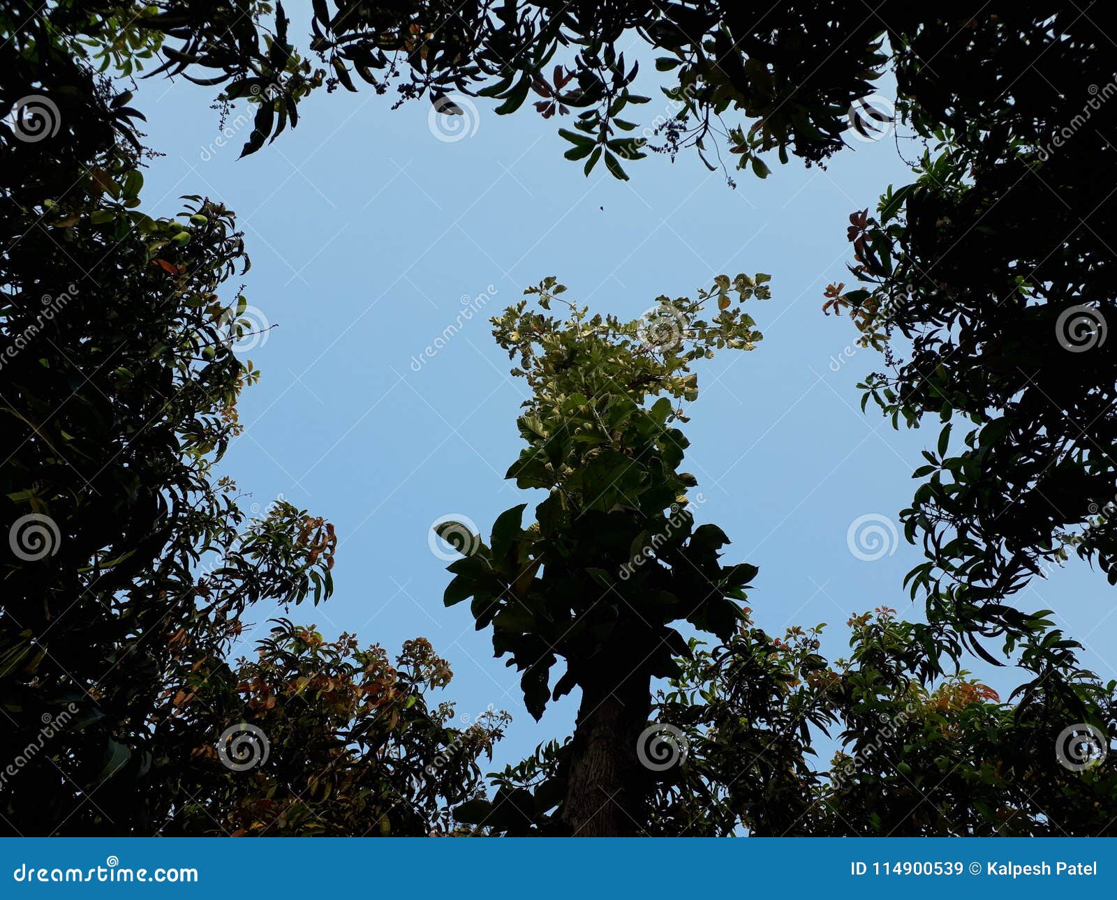 The Scene with One of the Four Trees in the Sky Stock Image - Image of ...