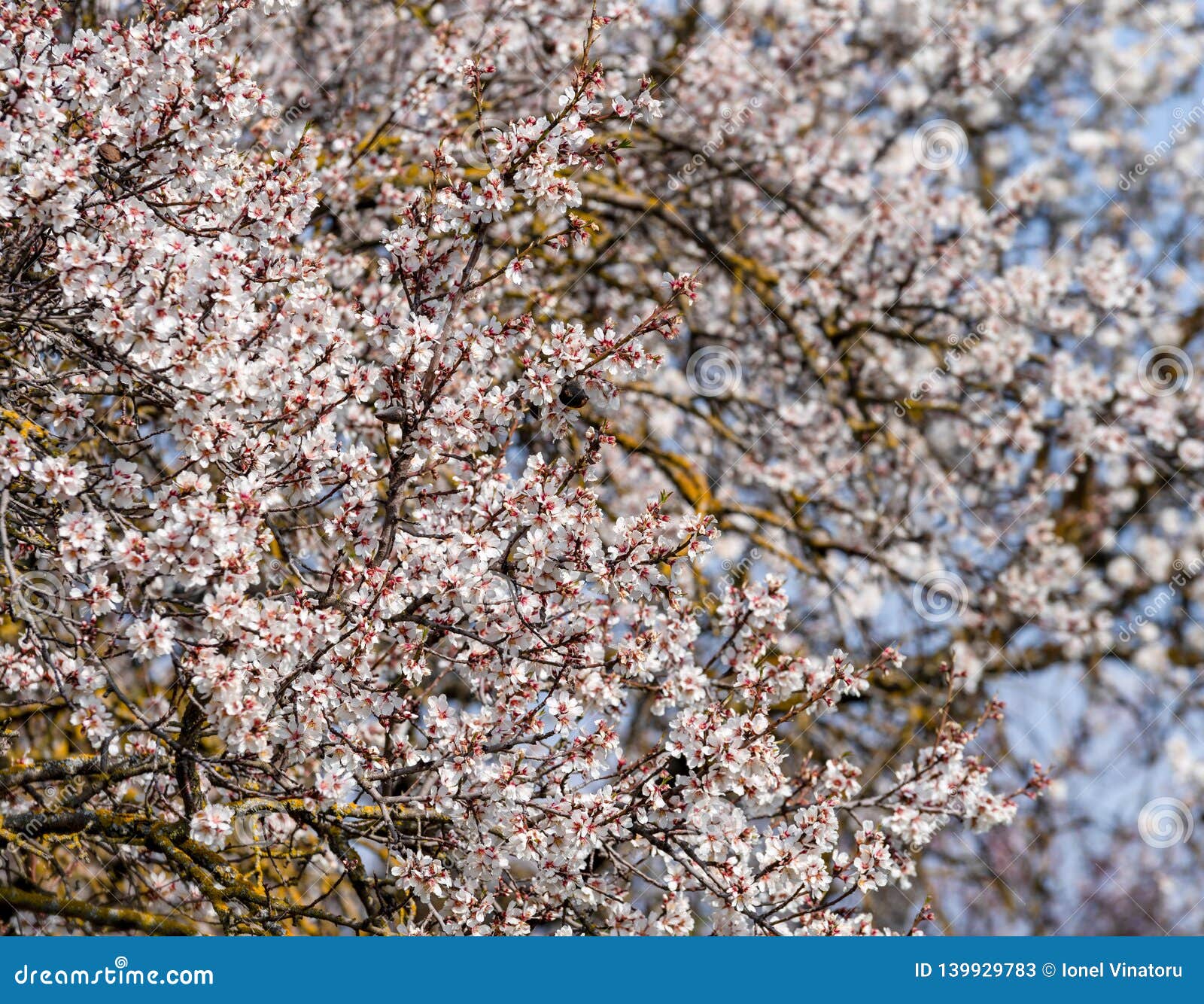 Scene with Orchard of Fruit Trees in Spring Stock Image - Image of ...