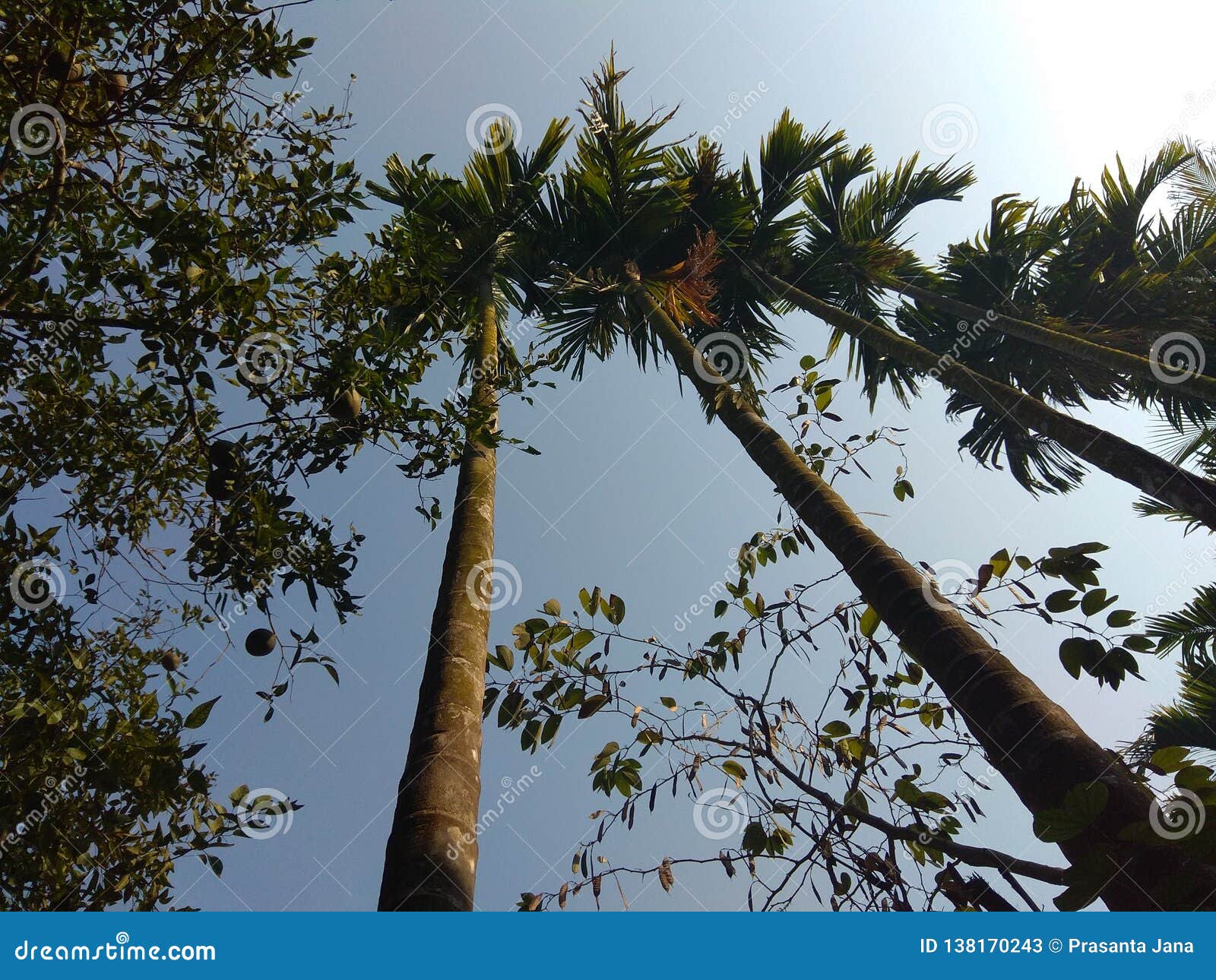 Scene of palm tree stock image. Image of palm, blue - 138170243