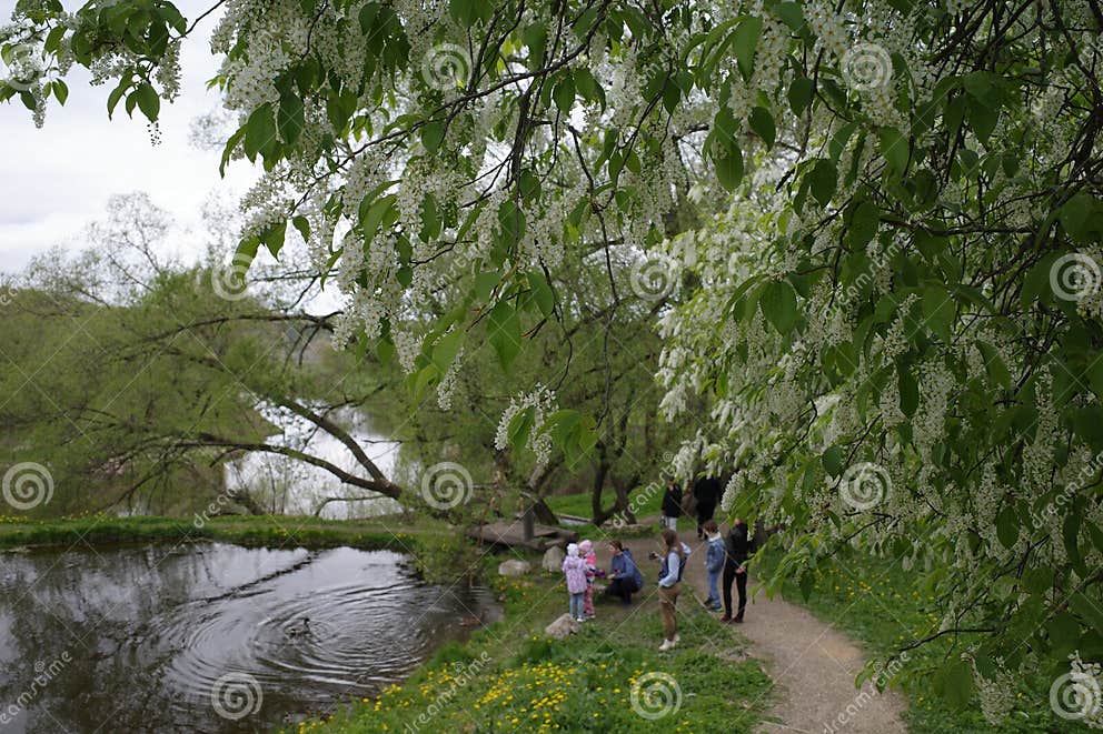 Scene in the Park in Spring Editorial Photo - Image of nature, river ...