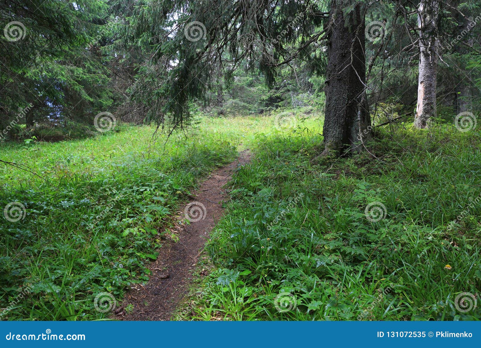 Pathway in forest stock image. Image of hiking, foliage - 131072535