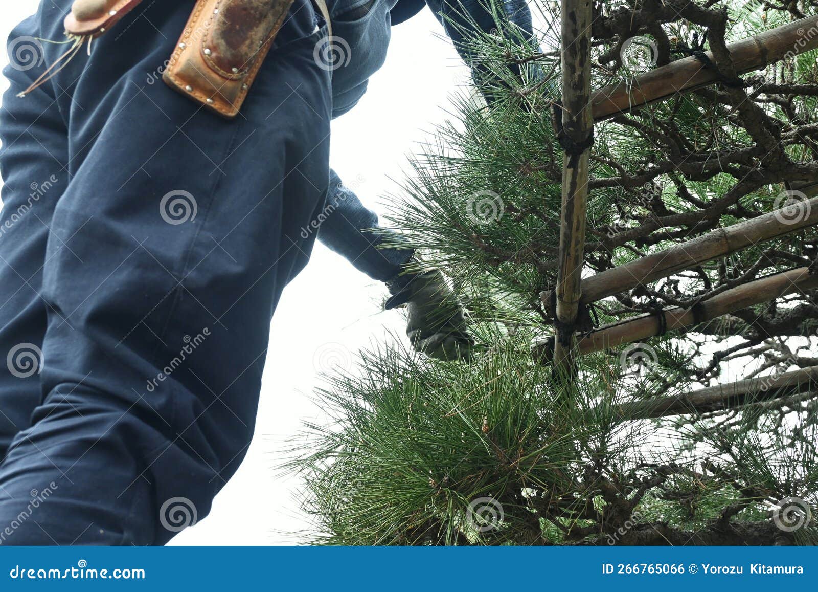 Scene of Pruning Black Pine. Stock Photo - Image of evergreen, branches ...