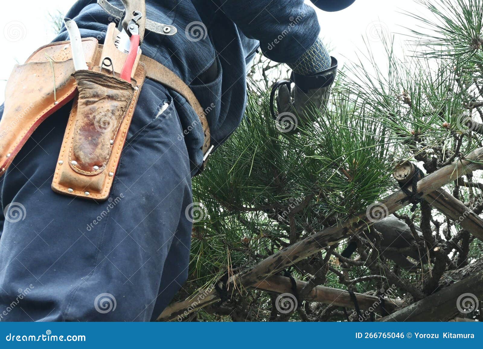 Scene of Pruning Black Pine. Stock Photo - Image of improve, male ...