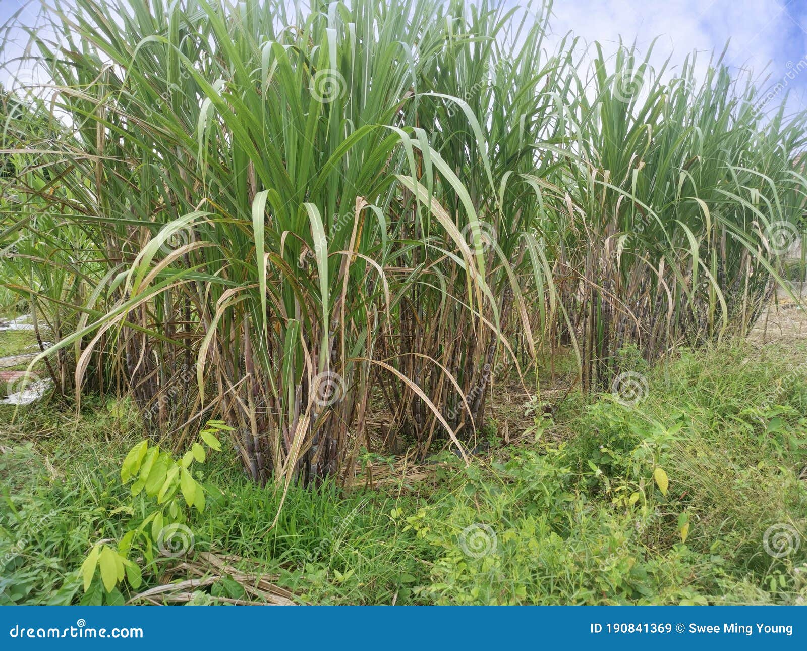 Scene of Purple Stems Sugarcane Growing Farm Stock Image - Image of ...