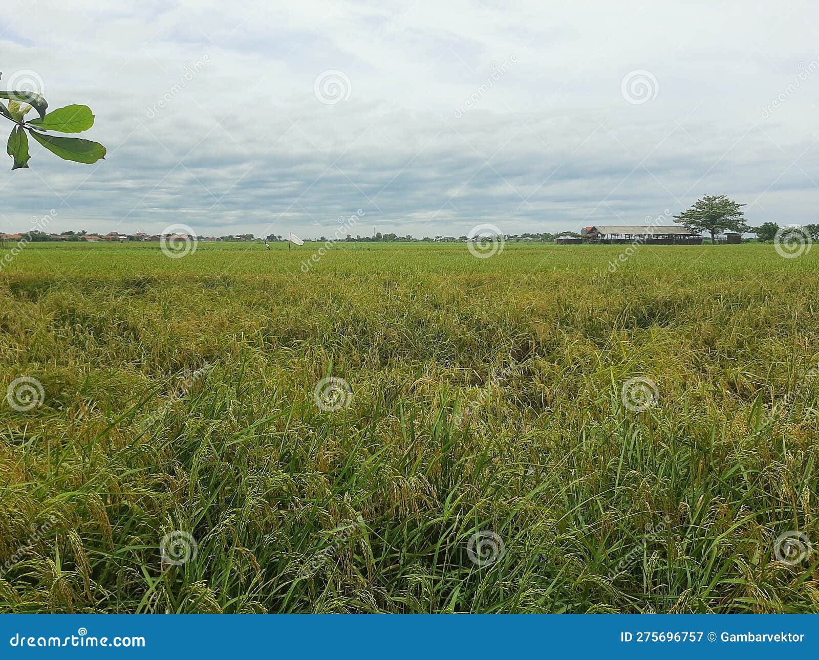 Scene of a Rice Field in a Village Stock Image - Image of indonesia ...
