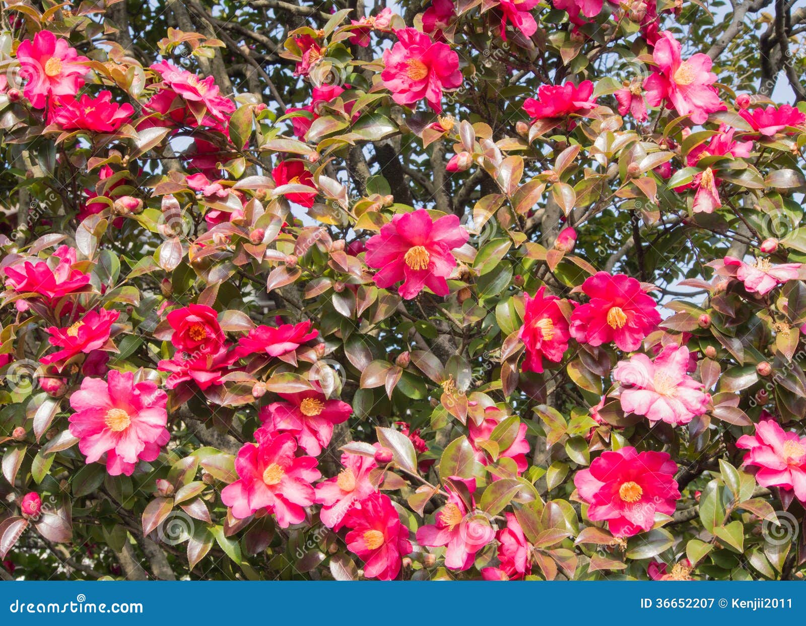 Scene of Sasanqua Flowers are in Bloom a Lot Stock Image - Image of ...