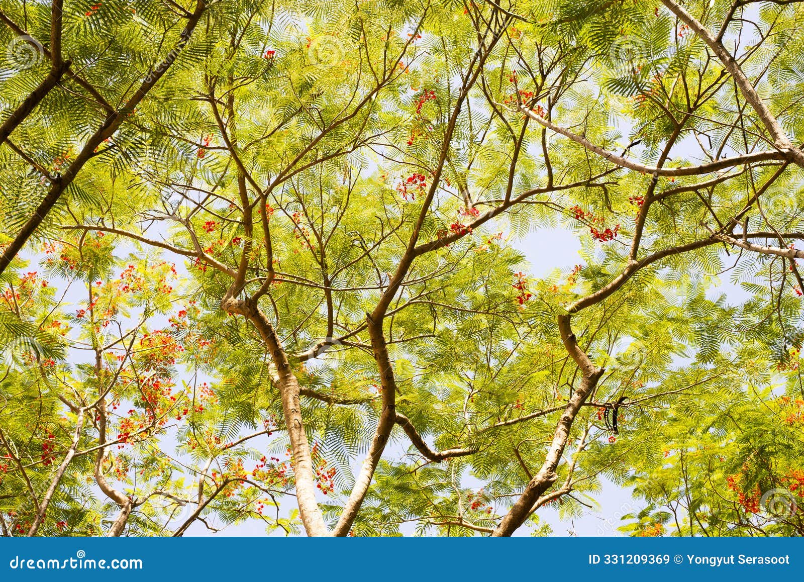 Scene Scenery of Trees in a Forest with Beautiful Branches Naturally ...