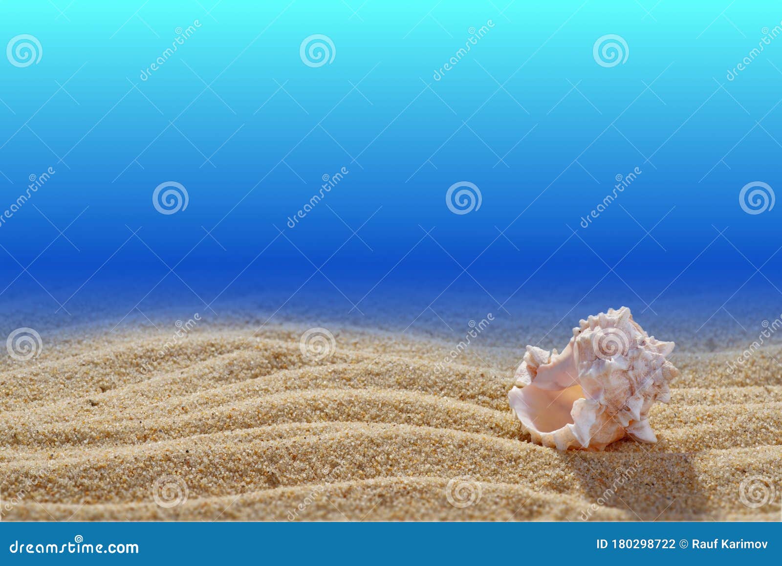 Scene of the Seabed. Shell in the Sand. Close-up. Blue Background. Free ...