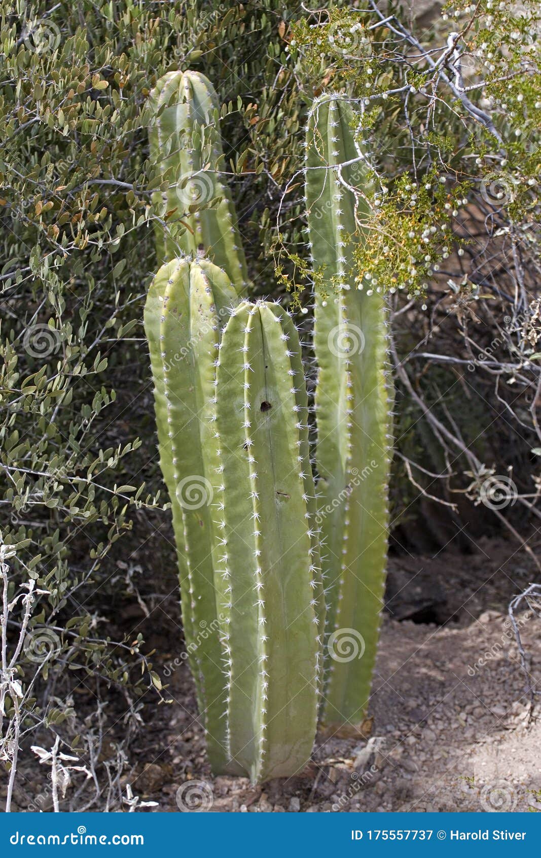 Scene of of Senita Cactus, Pachycereus Schottii Stock Image - Image of ...