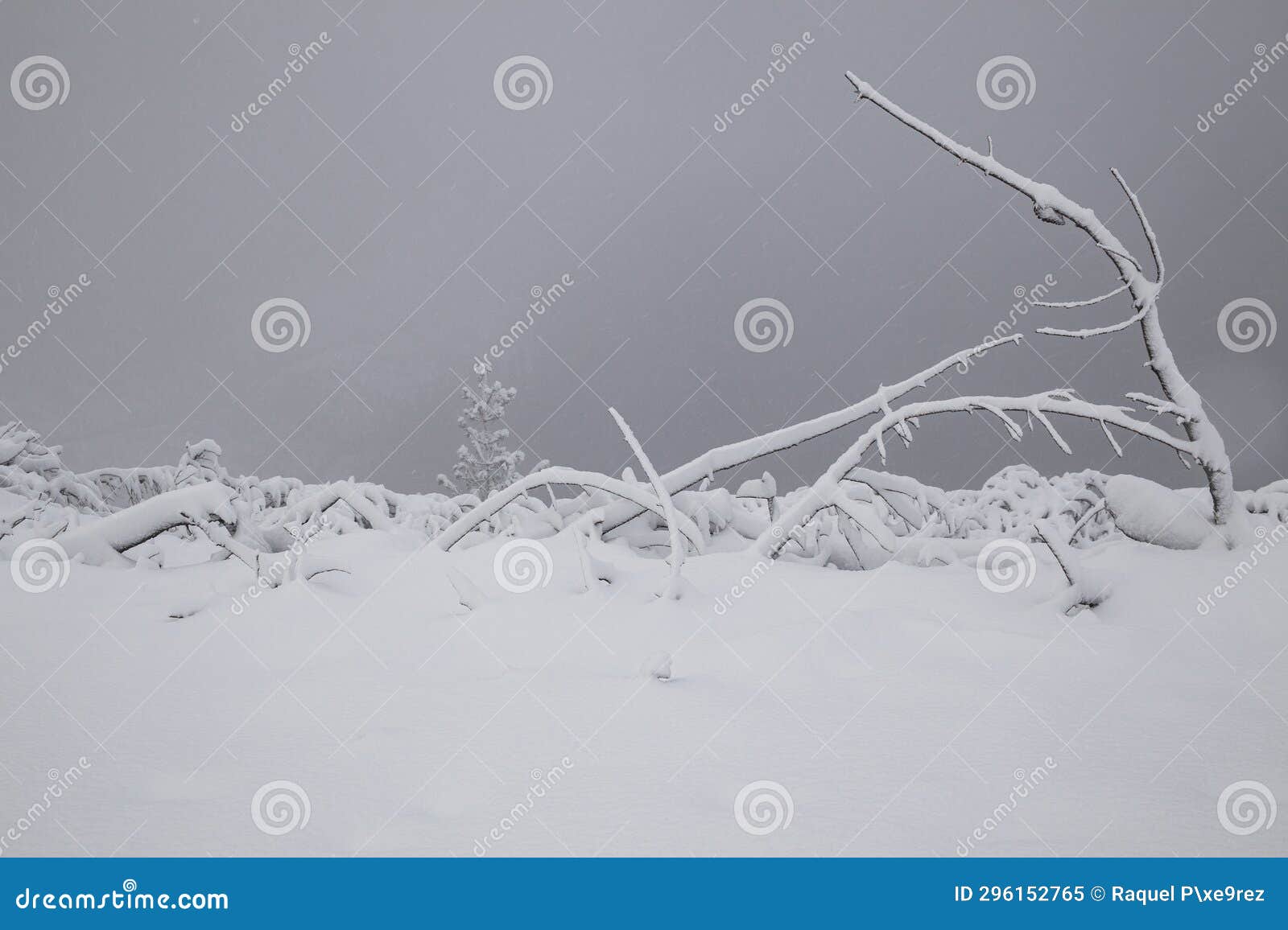 Scene of Shapes and Textures of Snowy Branches in the Forest Stock ...
