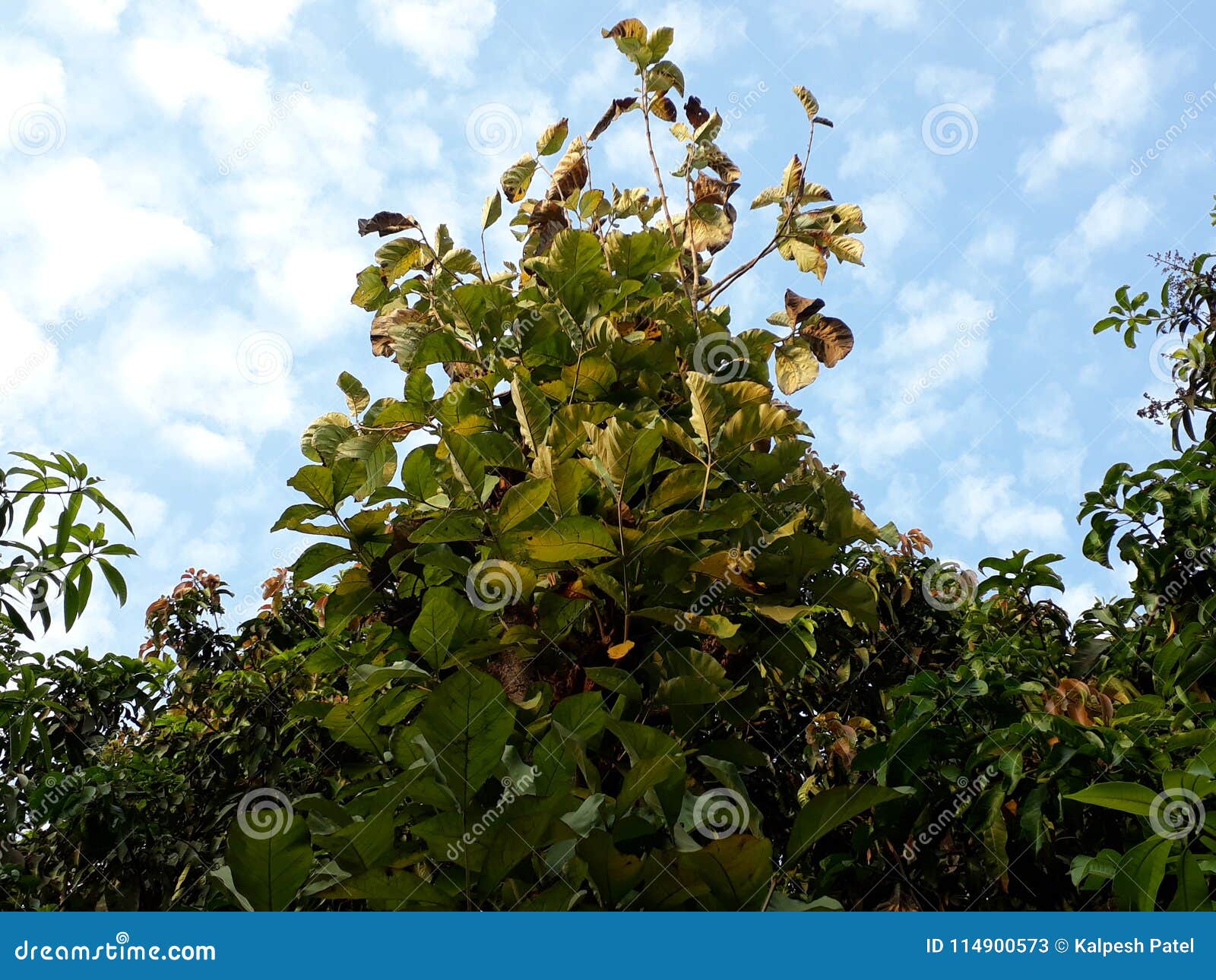 In the Scene in the Skyline of the Rabbit Rides of Many Trees Stock ...