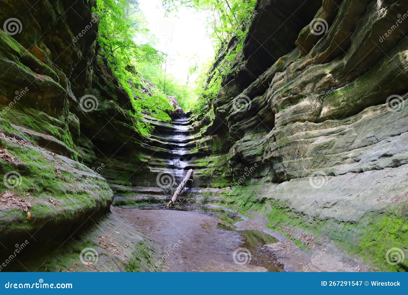 Scene of the Starved Rock State Park with Cliffs Covered with Moss and ...