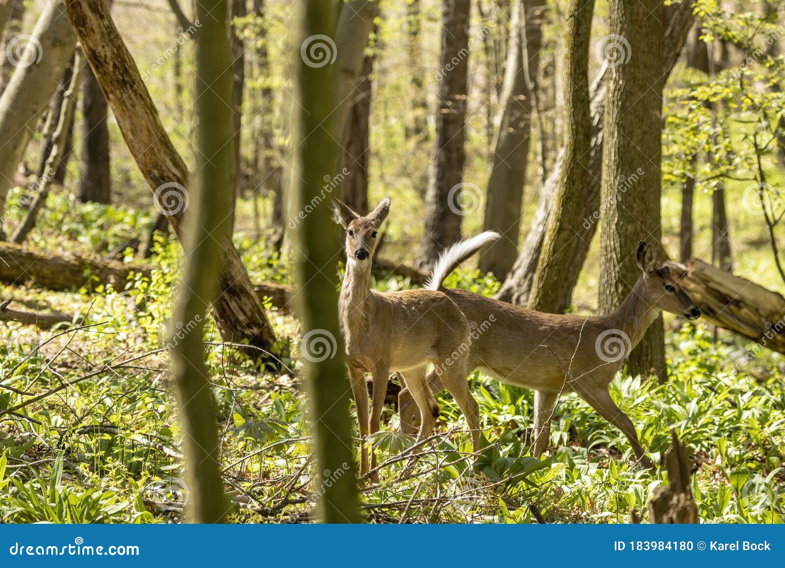 White-tailed Deer in Spring Forest. Stock Photo - Image of habitat ...