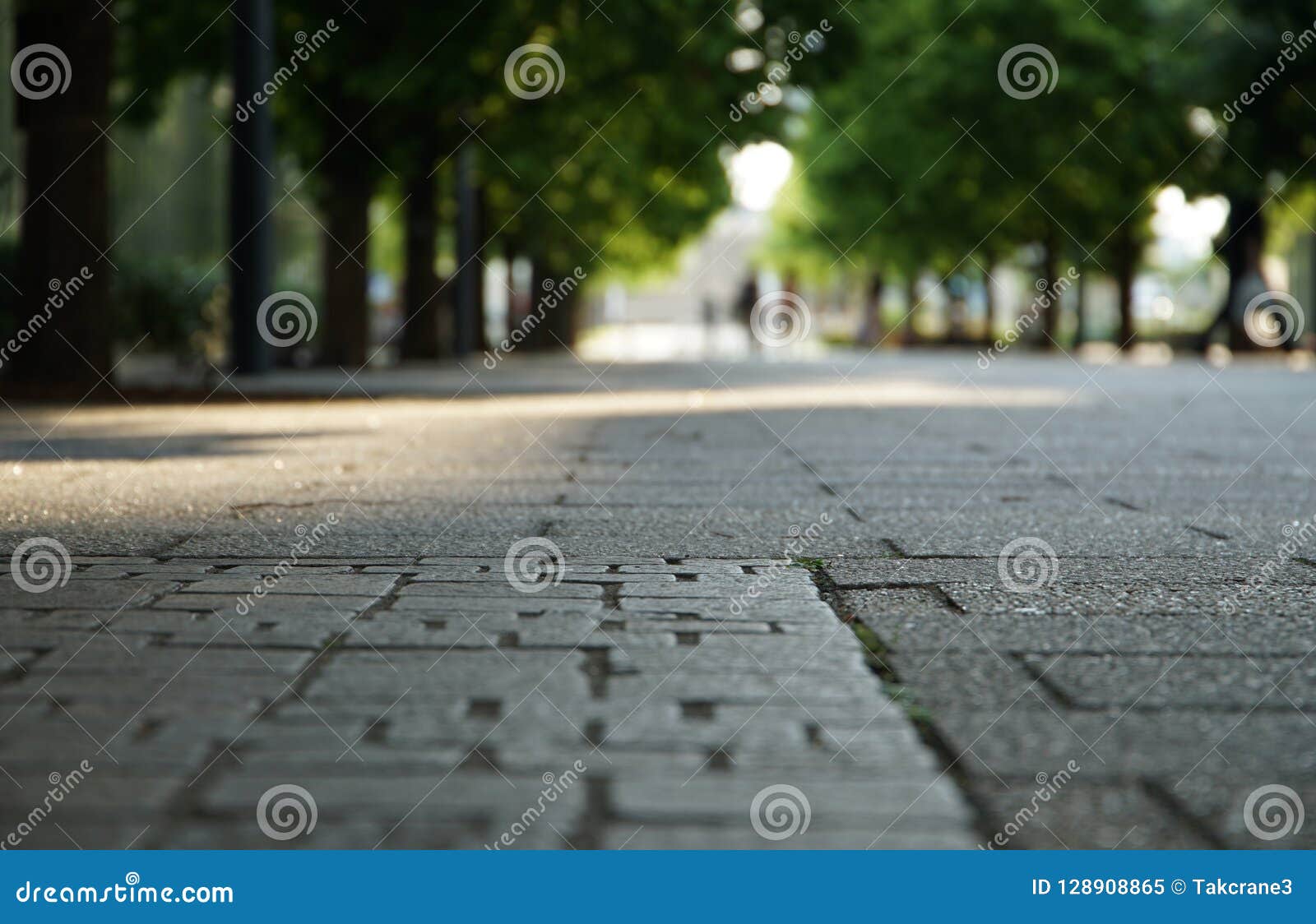 Pavement In Park With Tropical Trees With Skyscraper In Background ...