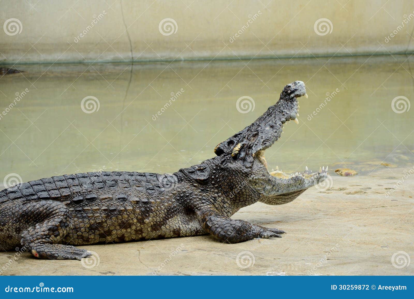 Freshwater crocodile. stock photo. Image of mouth, cold - 30259872