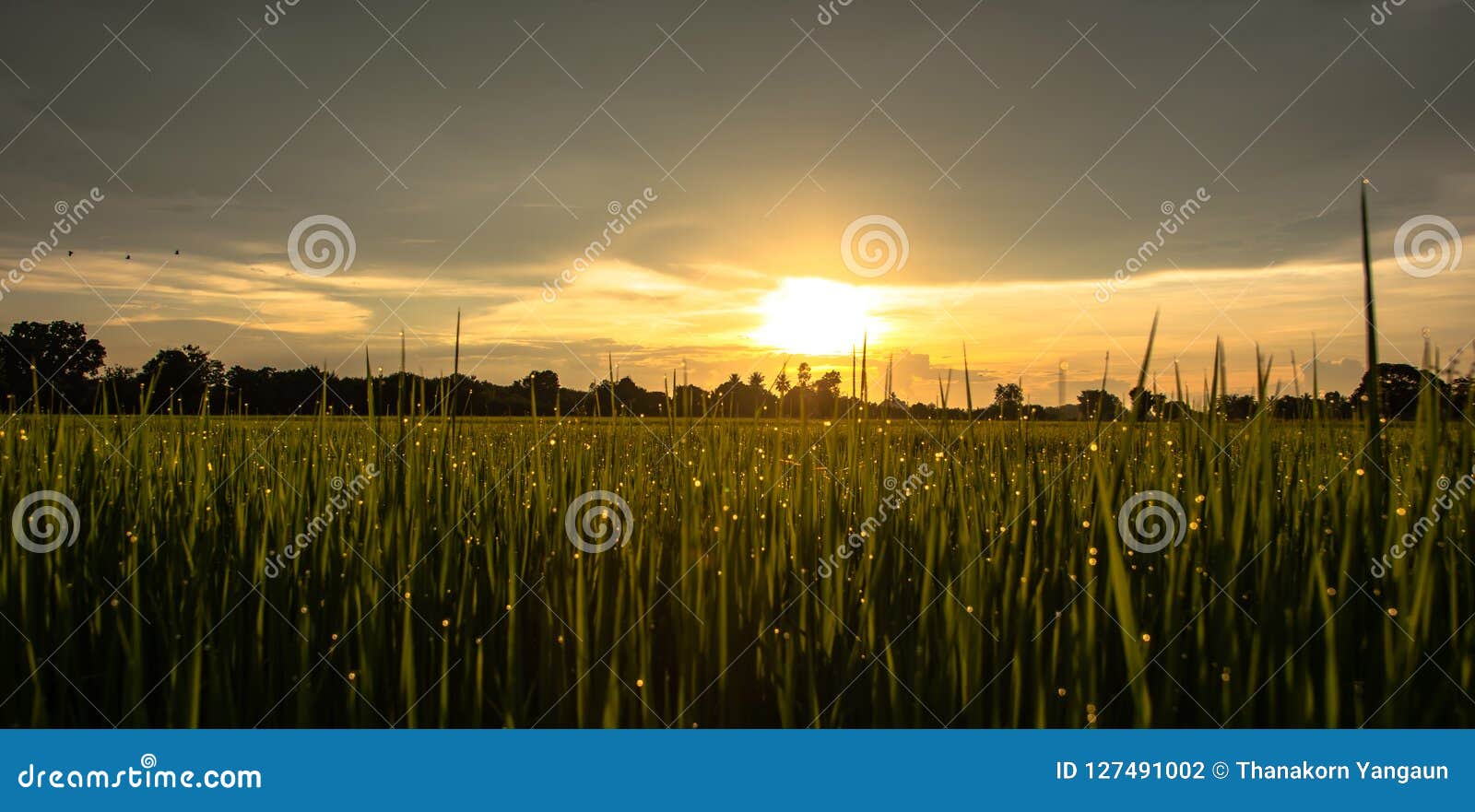 Scene of Sunset Background with Cloudy Sky Over the Rice Fields . Stock ...