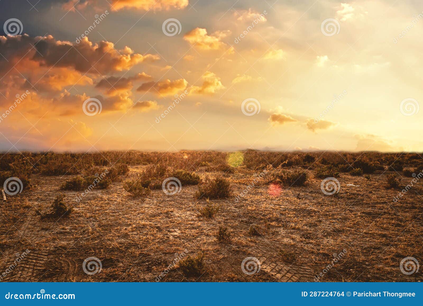 Golden Horizon: Sunrise Sunset in a Summer Grass Field - Captivating ...