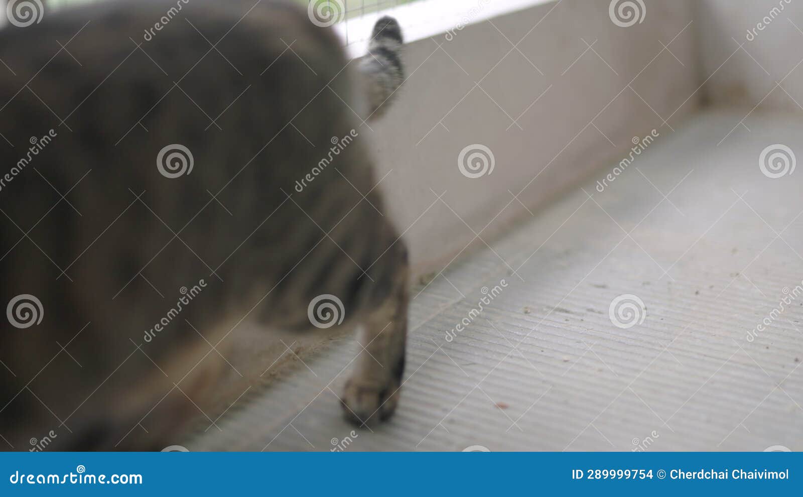 Scene of a Tabby Cat Walking Away from the Camera. Stock Footage ...