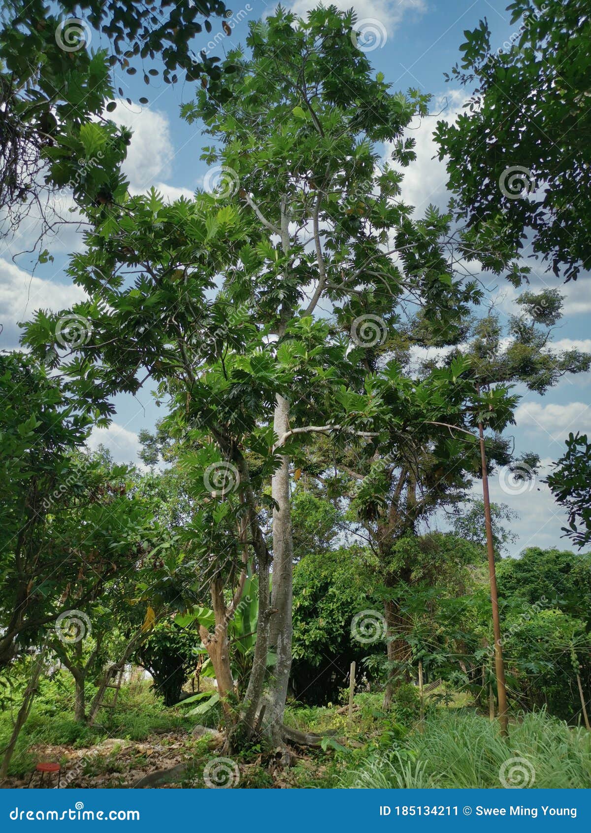Tall Huge Breadfruit Tree in the Farm Stock Image - Image of jungle ...