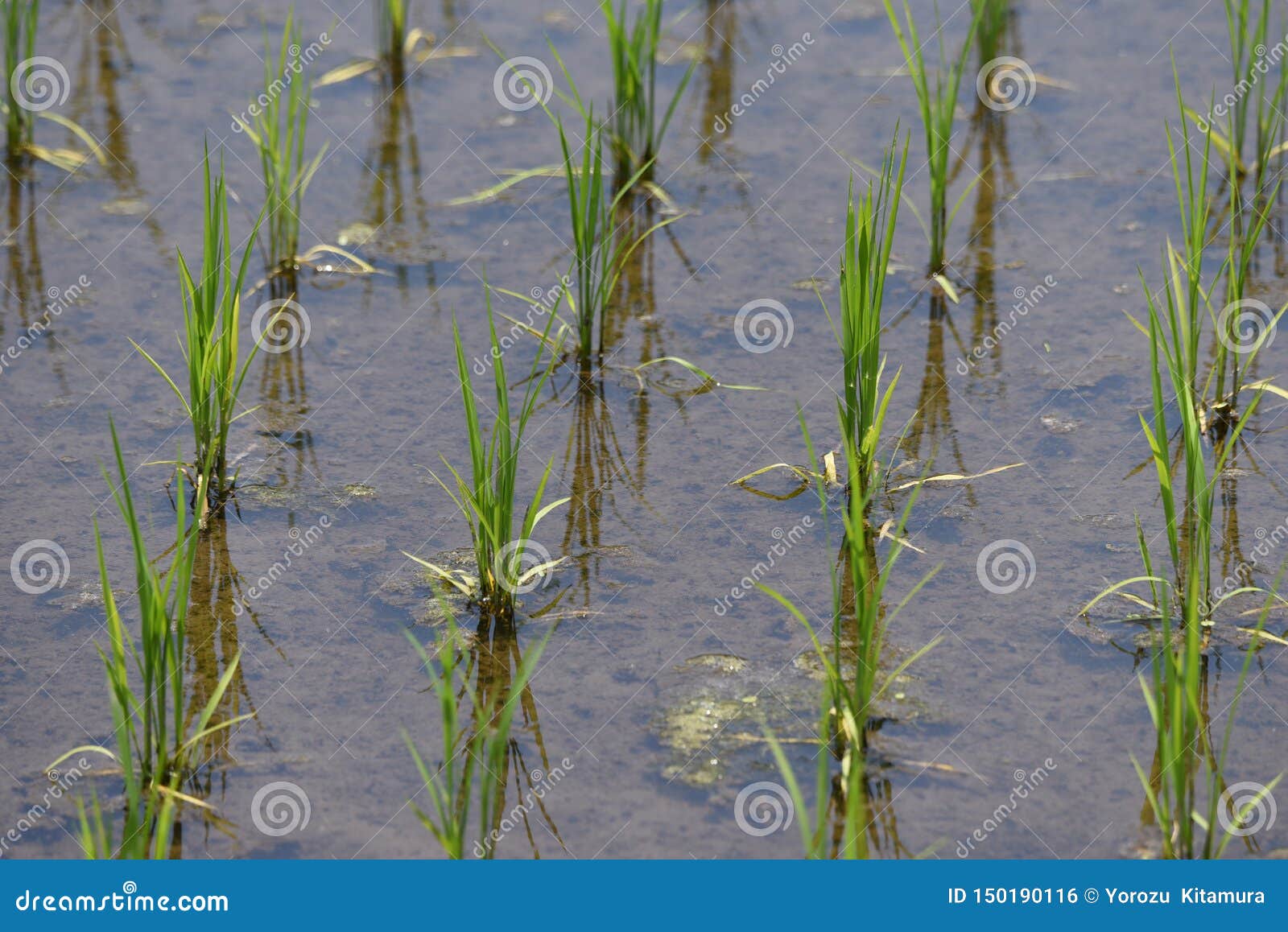 Rice transplanting stock photo. Image of agriculture - 150190116