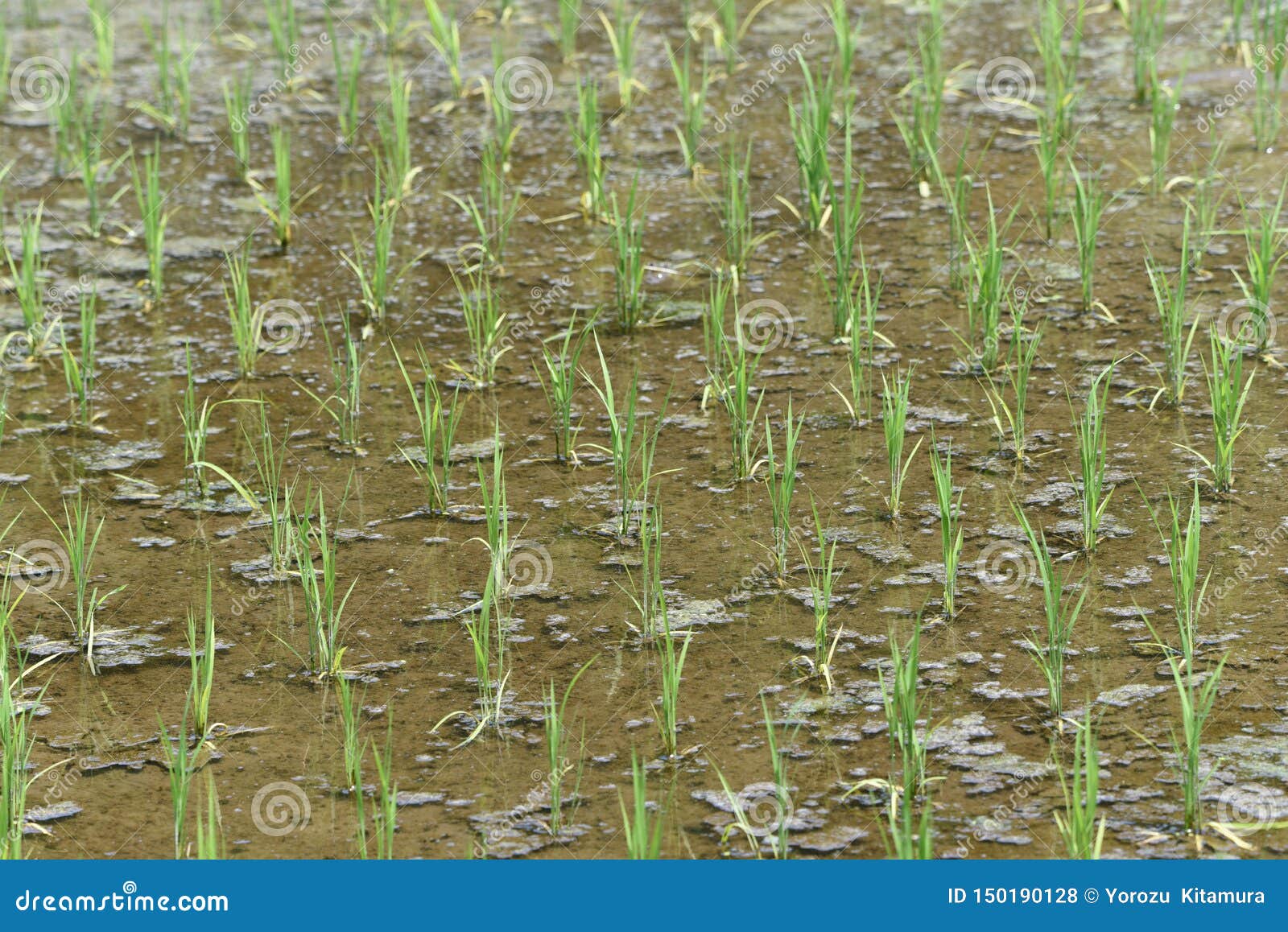 Rice transplanting stock photo. Image of asia, countryside - 150190128