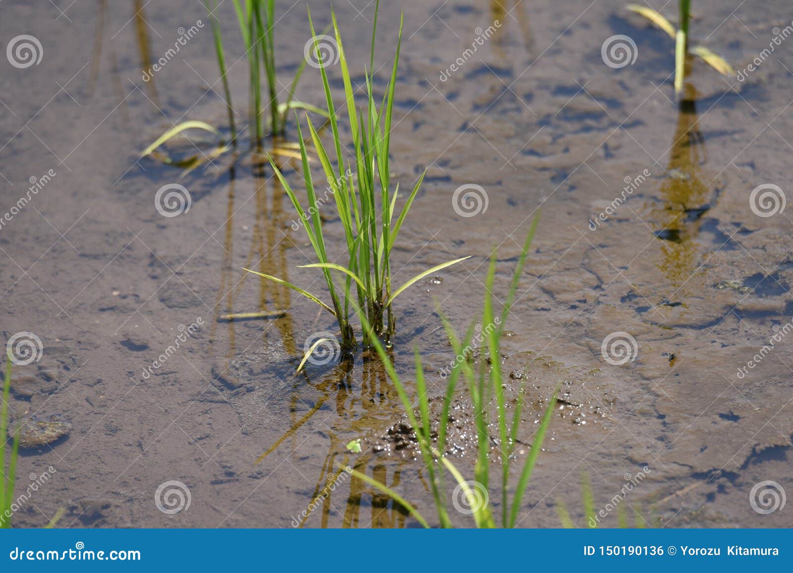 Rice transplanting stock photo. Image of agriculture - 150190136