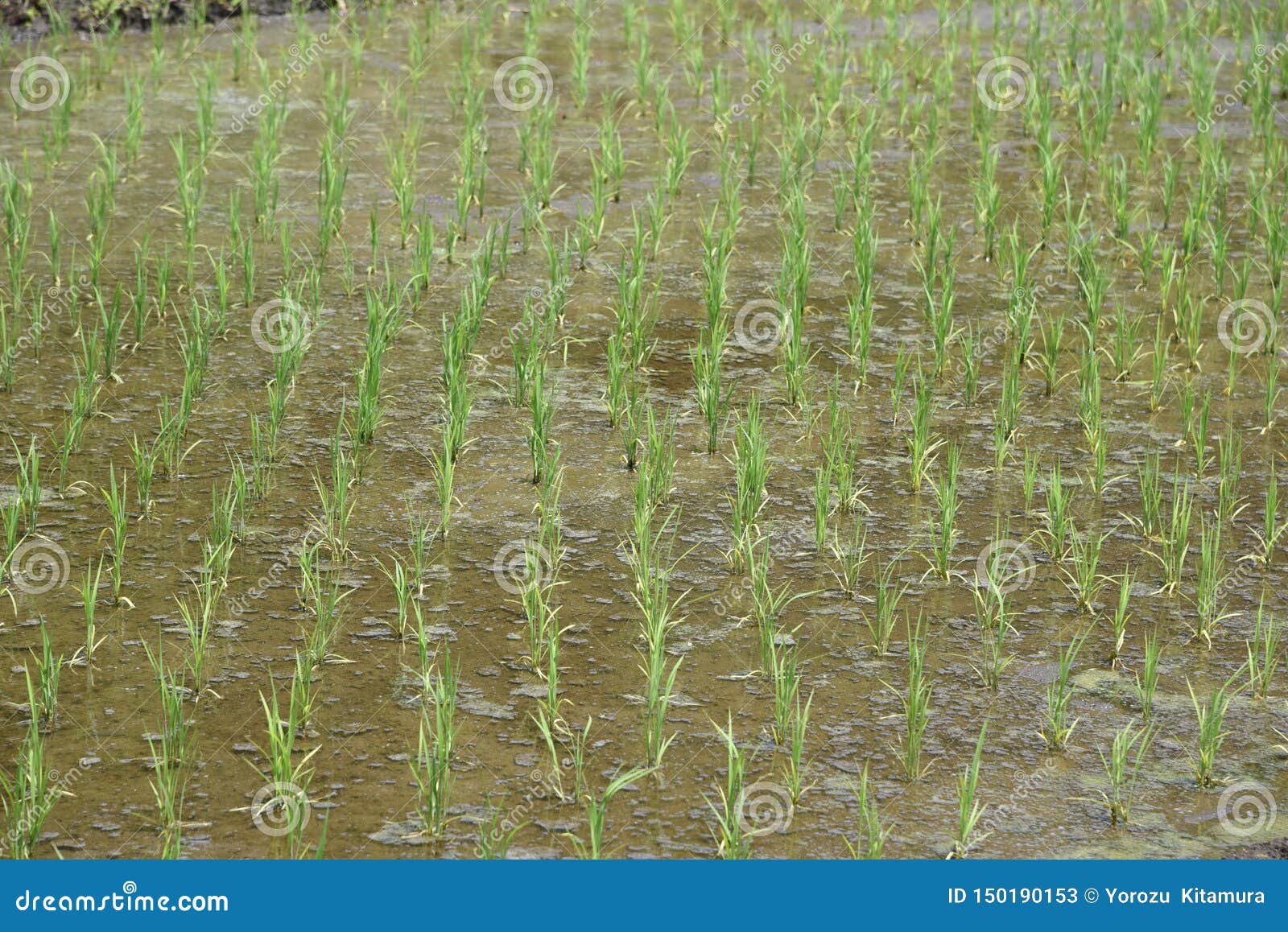 Rice transplanting stock image. Image of people, cultivation - 150190153