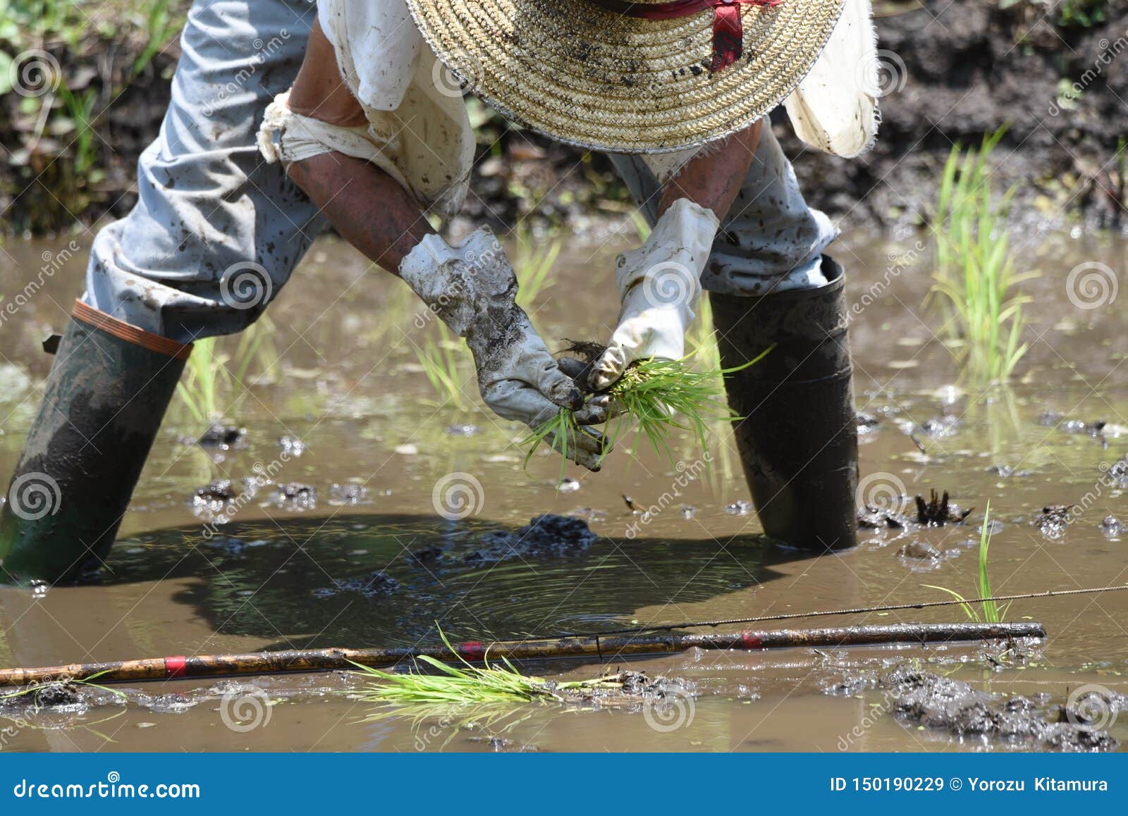 Rice transplanting stock image. Image of food, farmer - 150190229