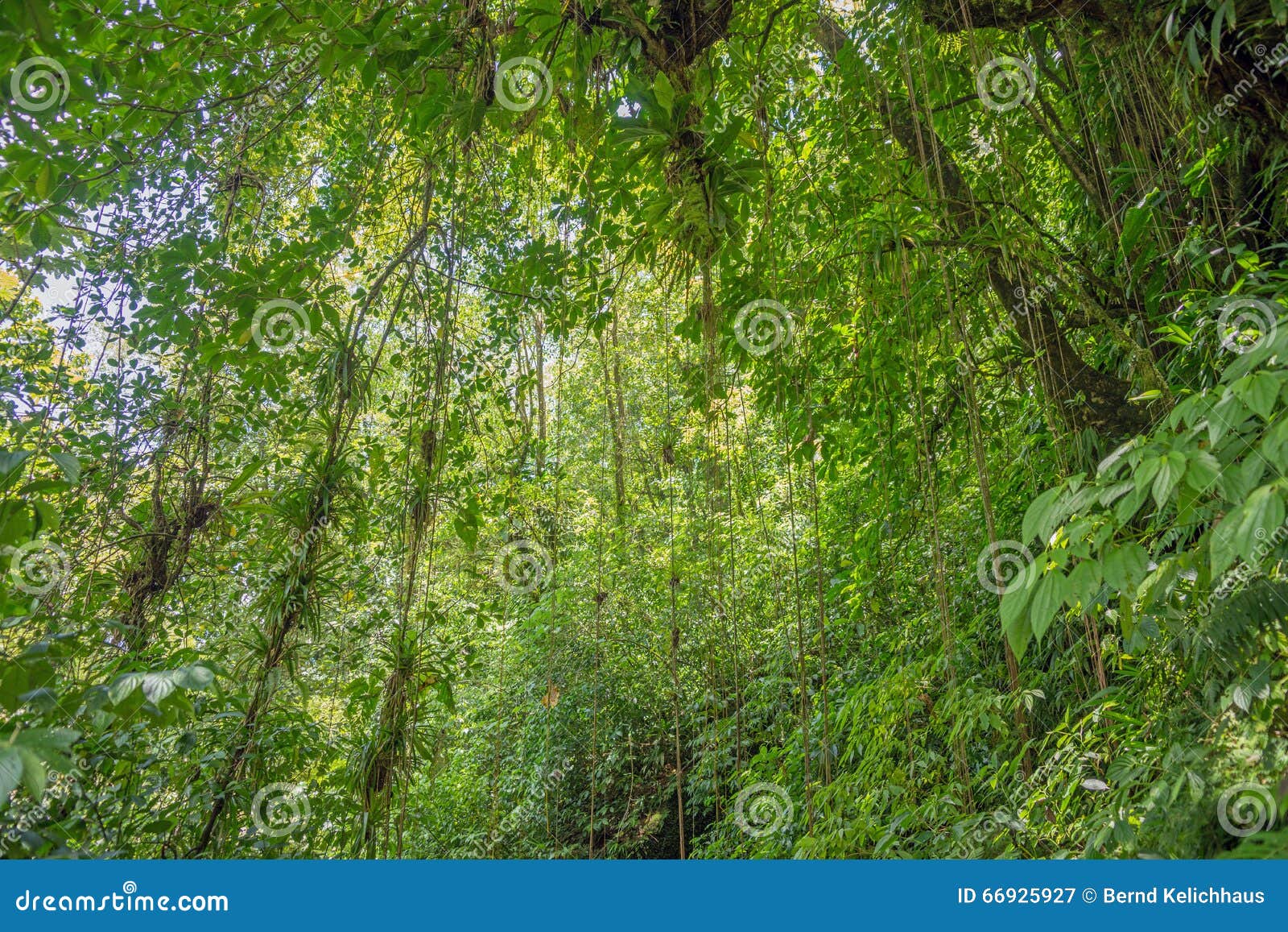 Scene with Trees in the Dense Tropical Rain Forest Stock Image - Image ...