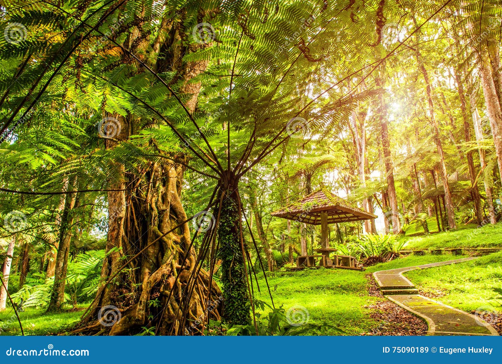 A Scene in Tropical Park with Rain Forest. Stock Image - Image of ...
