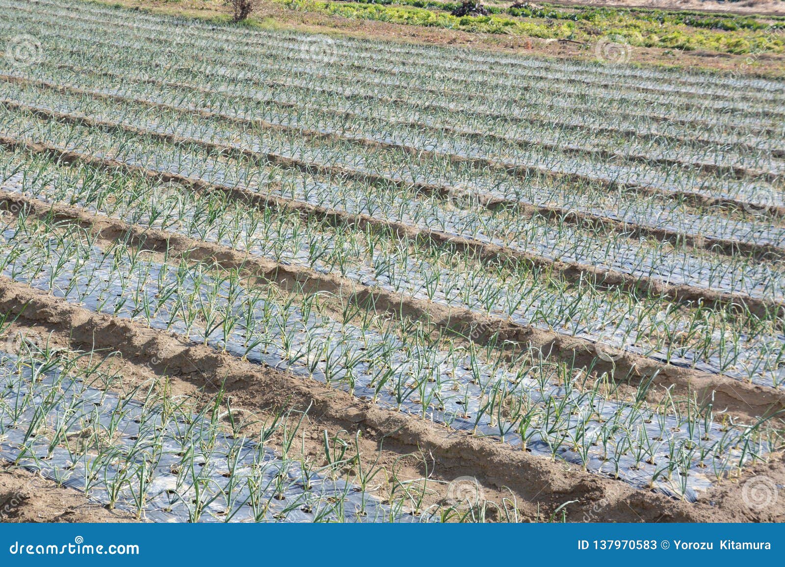 Cultivation of onion stock image. Image of onions, agriculture - 137970583