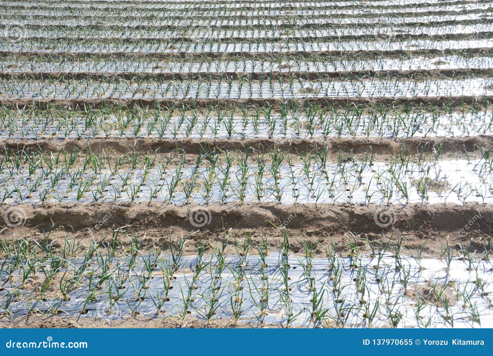 Cultivation of onion stock image. Image of food, farm - 137970655