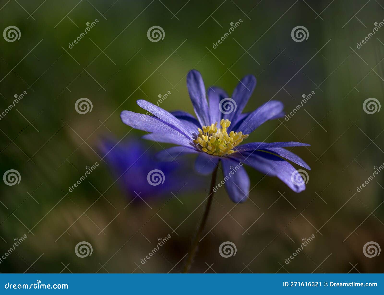 Scene of Vibrant Anemone Wildflowers Growing in a Field Stock Image ...