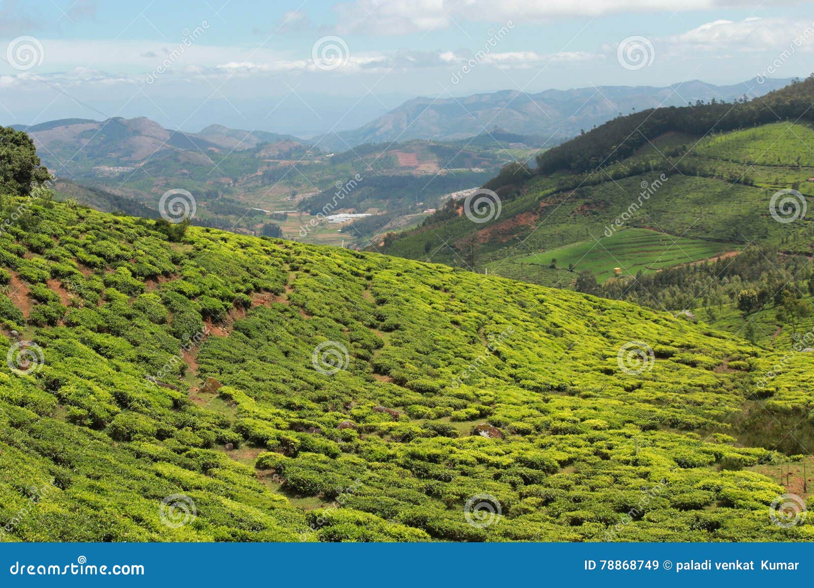 Scene view tea fields stock image. Image of fields, ooty - 78868749