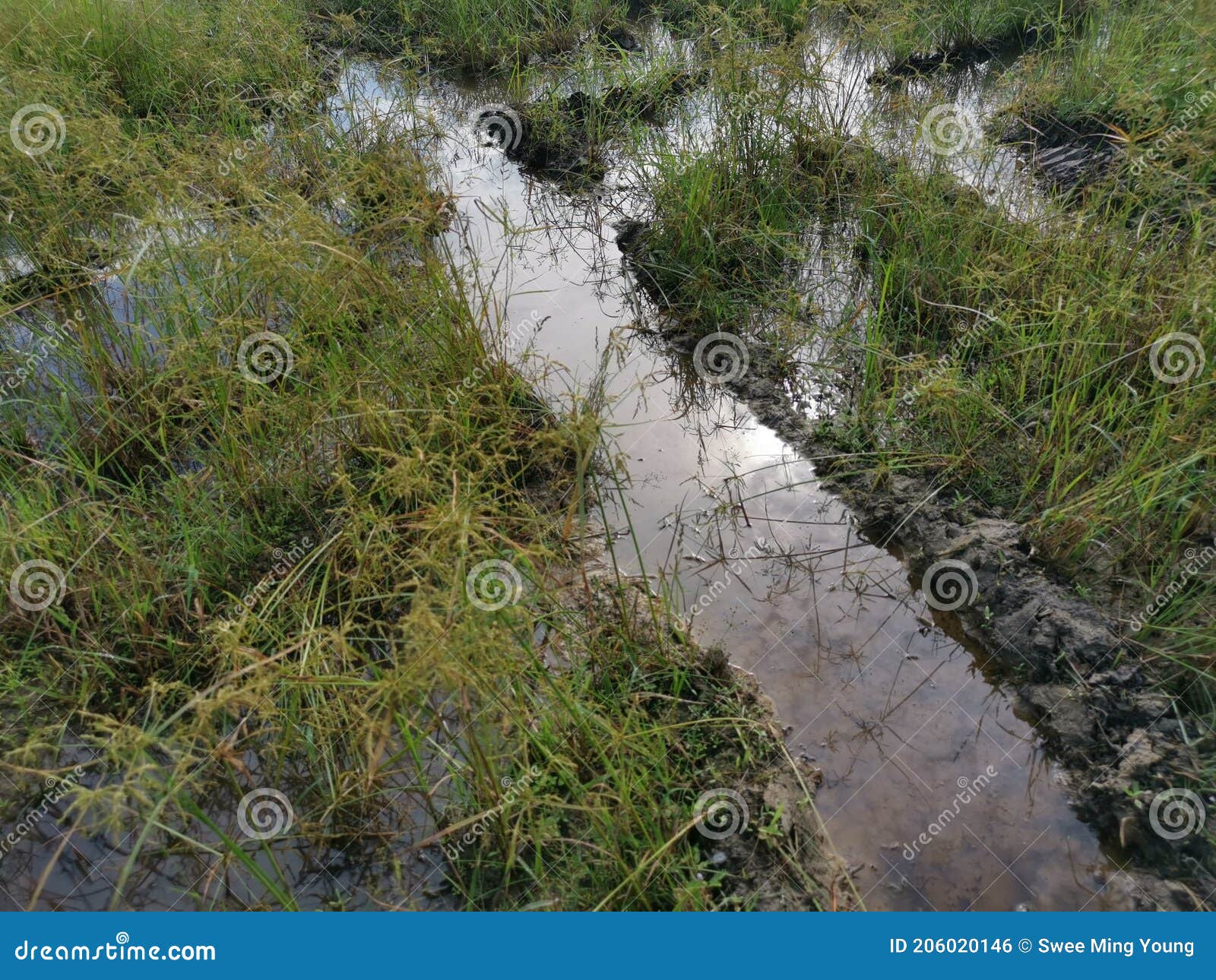 Wild Cyperus Strigosus Grass Growing Around the Muddy Fields of Puddle ...