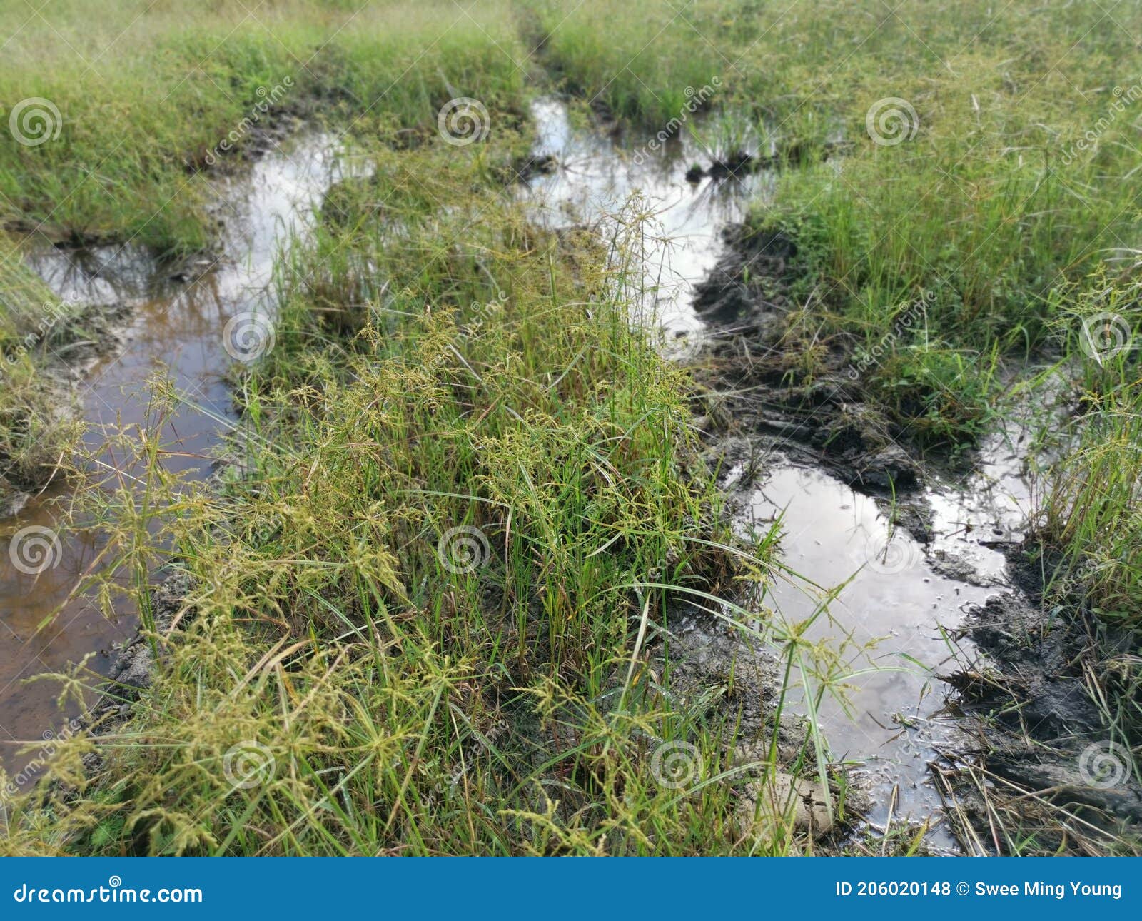 Wild Cyperus Strigosus Grass Growing Around the Muddy Fields of Puddle ...