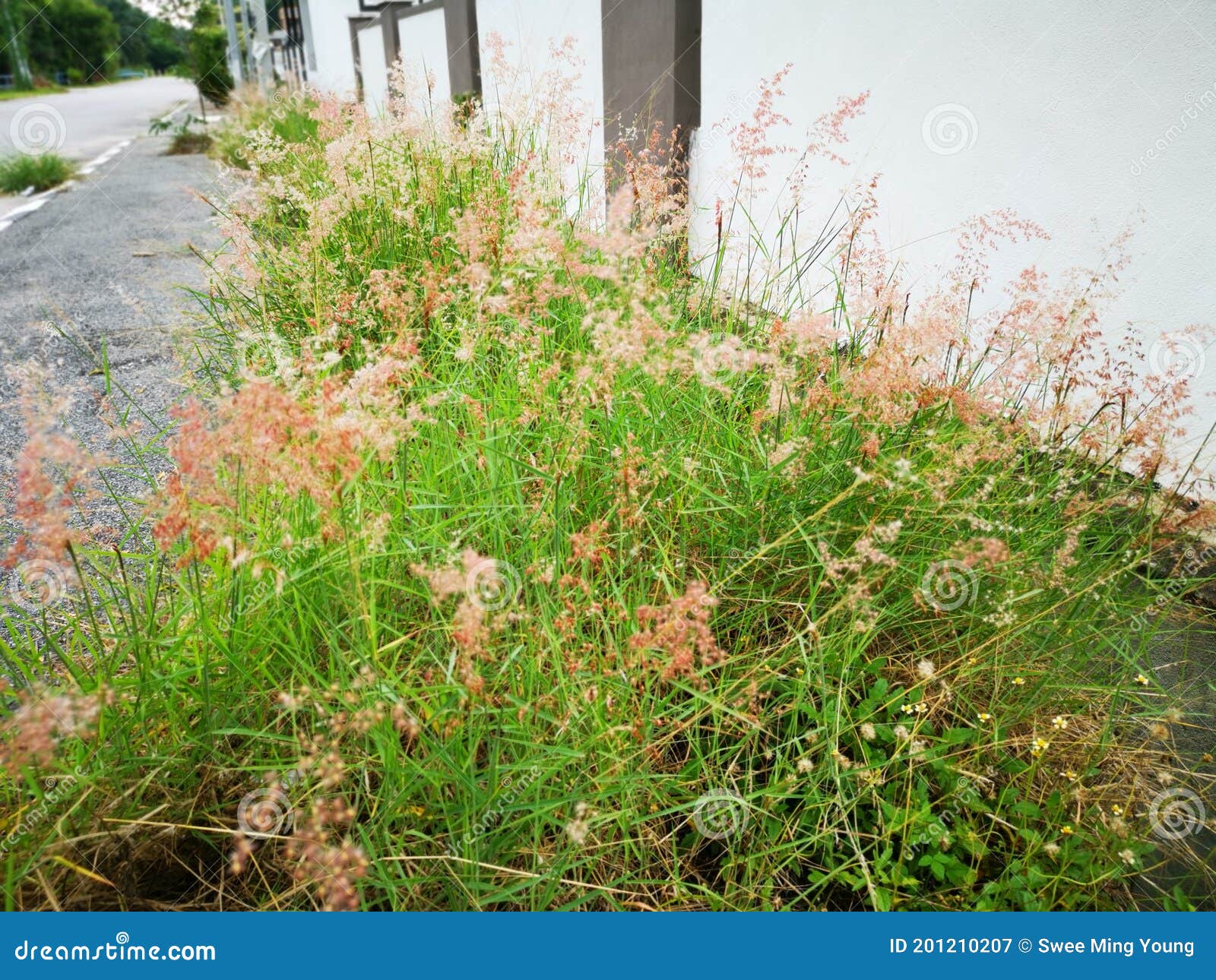 Scene of Wild Melinis Repen Grass Plant. Stock Image - Image of foliage ...