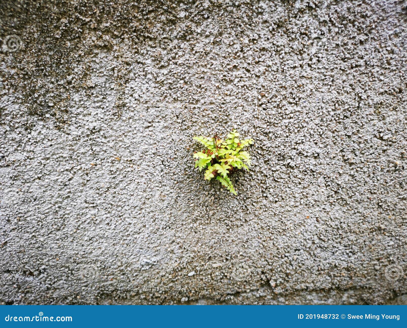 Wild Plant Sprouting Out of Concrete Wall. Stock Photo - Image of ...
