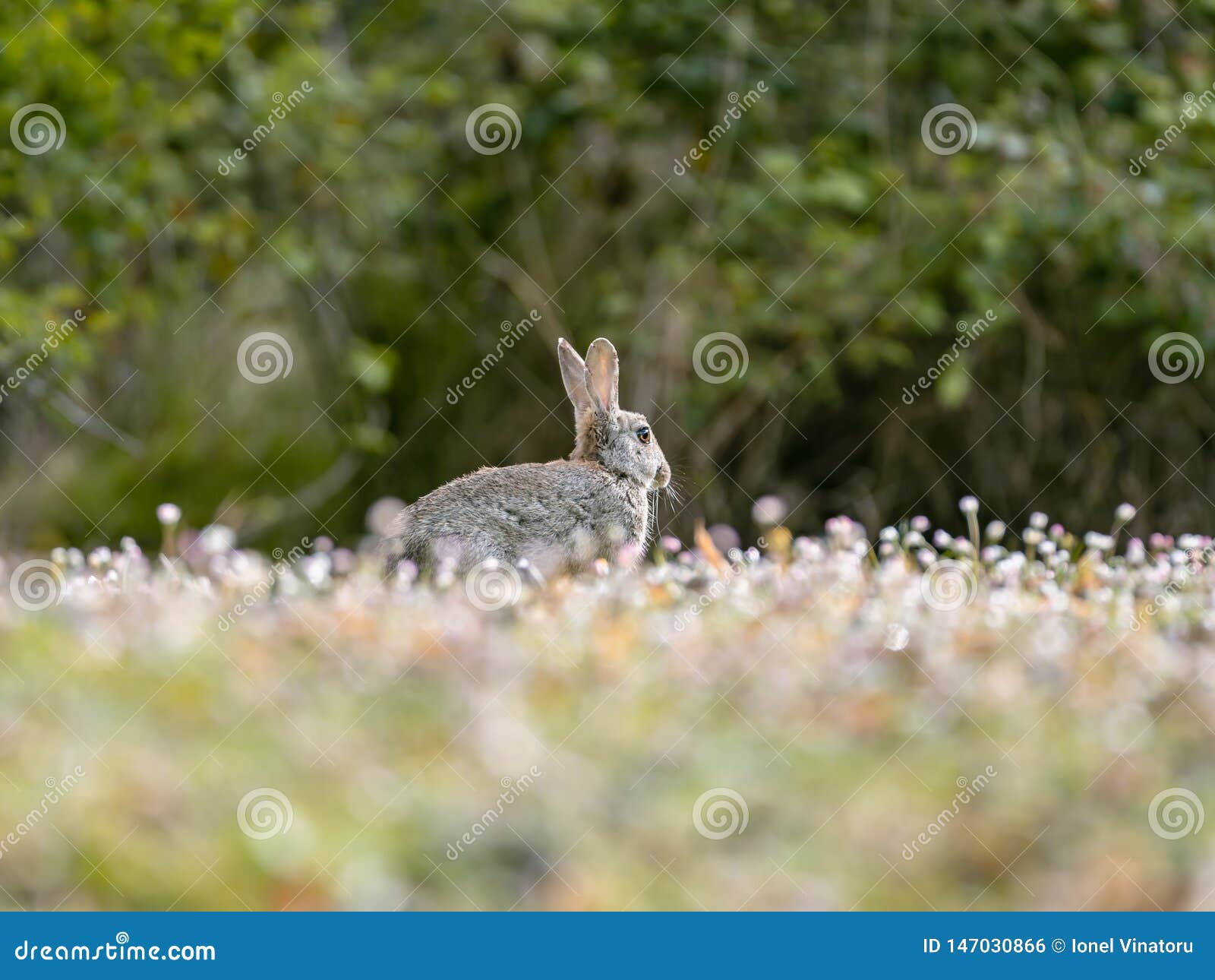 Scene with Wild Rabbit in the Spring Forest Stock Photo - Image of ...