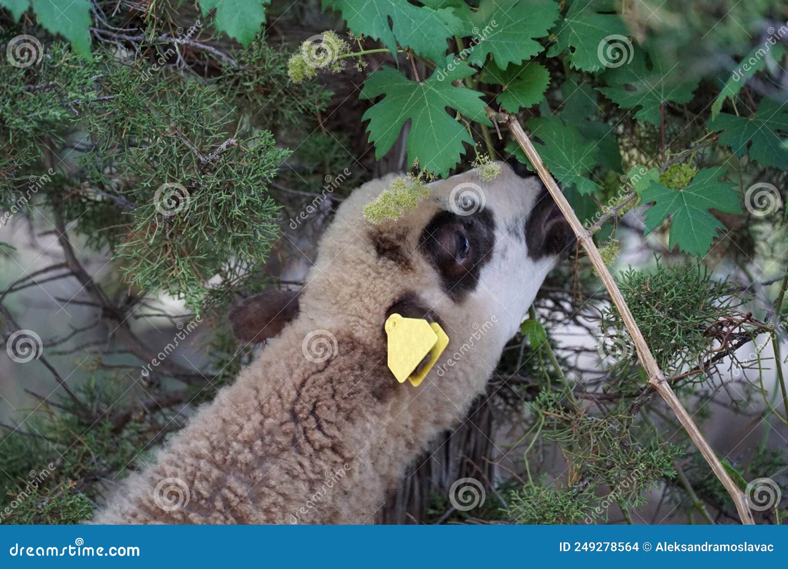 Scene of a Wild Sheep Head Leafing through a Bush Stock Photo - Image ...