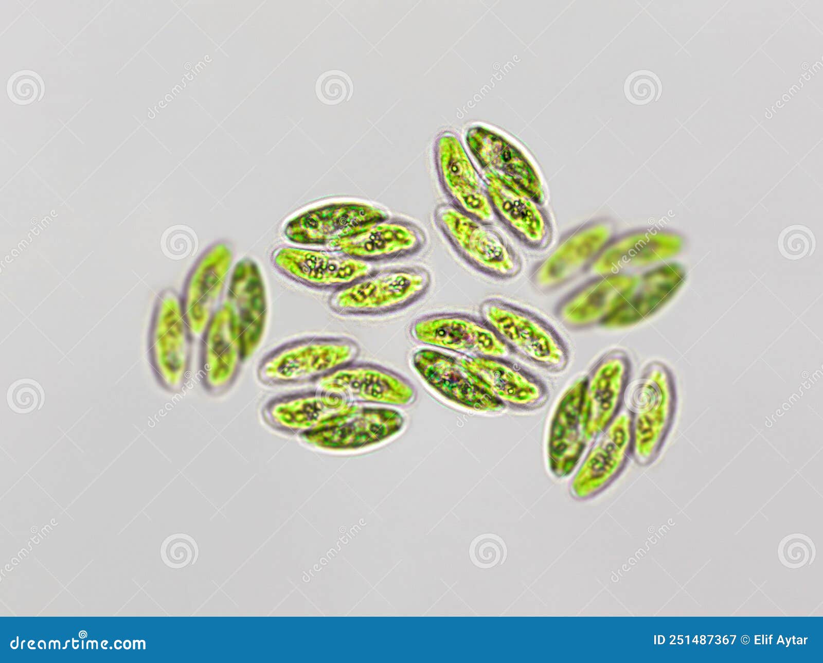 Scenedesmus Arcuatus Algues Sous Vue Microscopique Image stock - Image ...