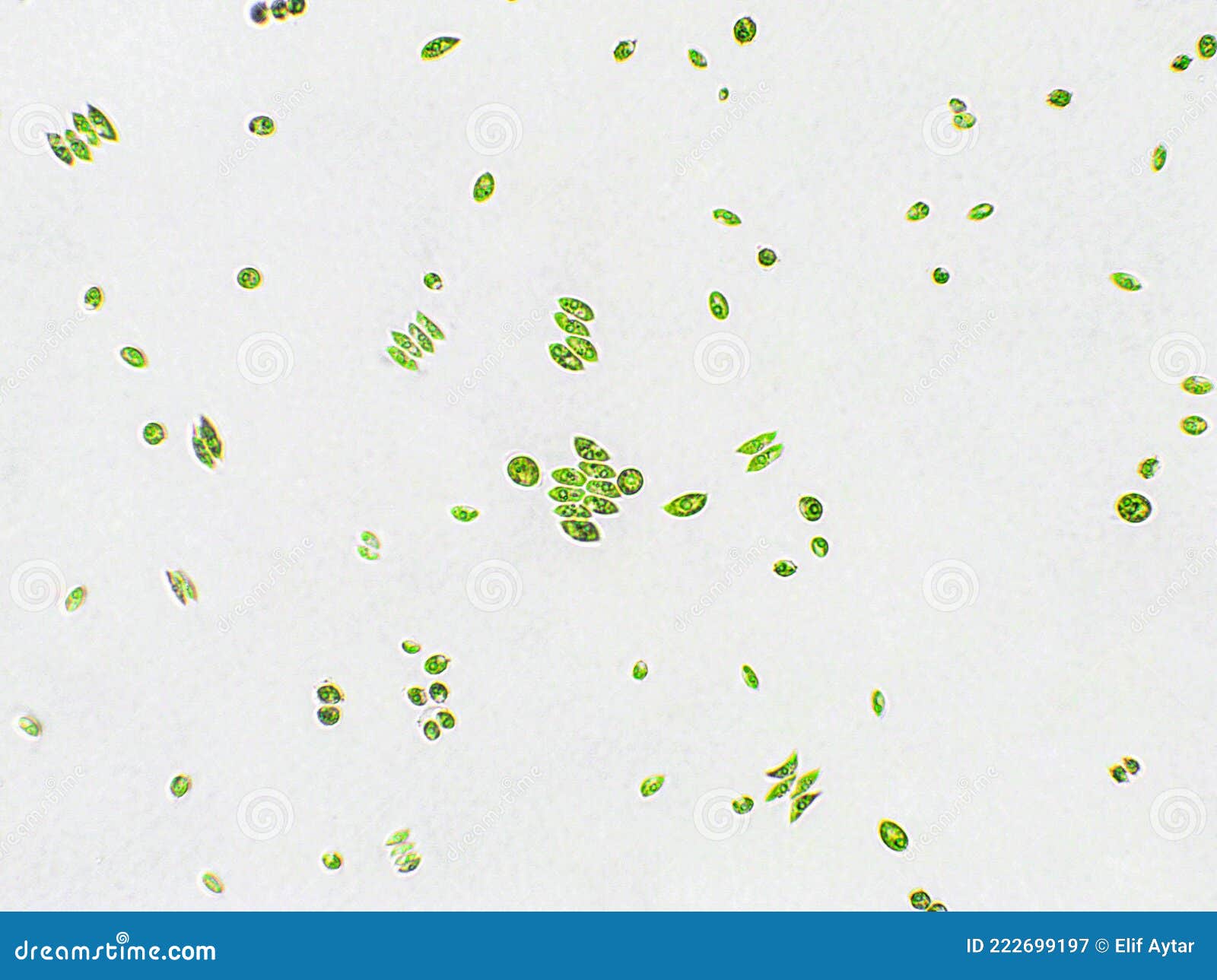 Scenedesmus Under Microscope