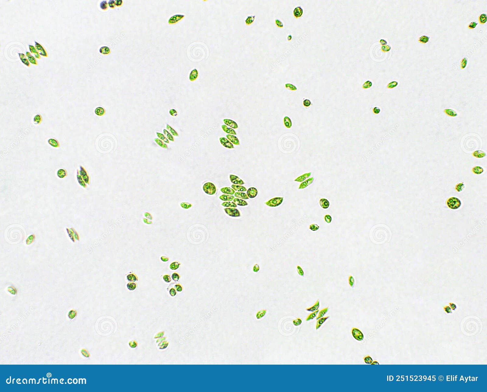 Scenedesmus Sp. Green Algae Under Microscopic View Stock Image - Image ...