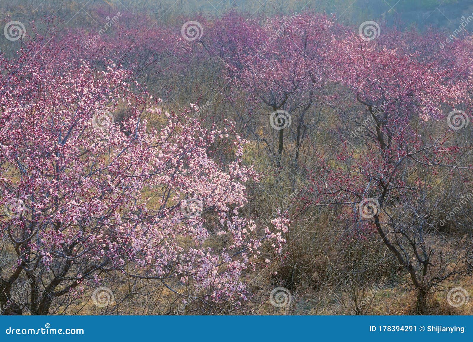 Spring apricot forest stock image. Image of woods, landscape - 178394291