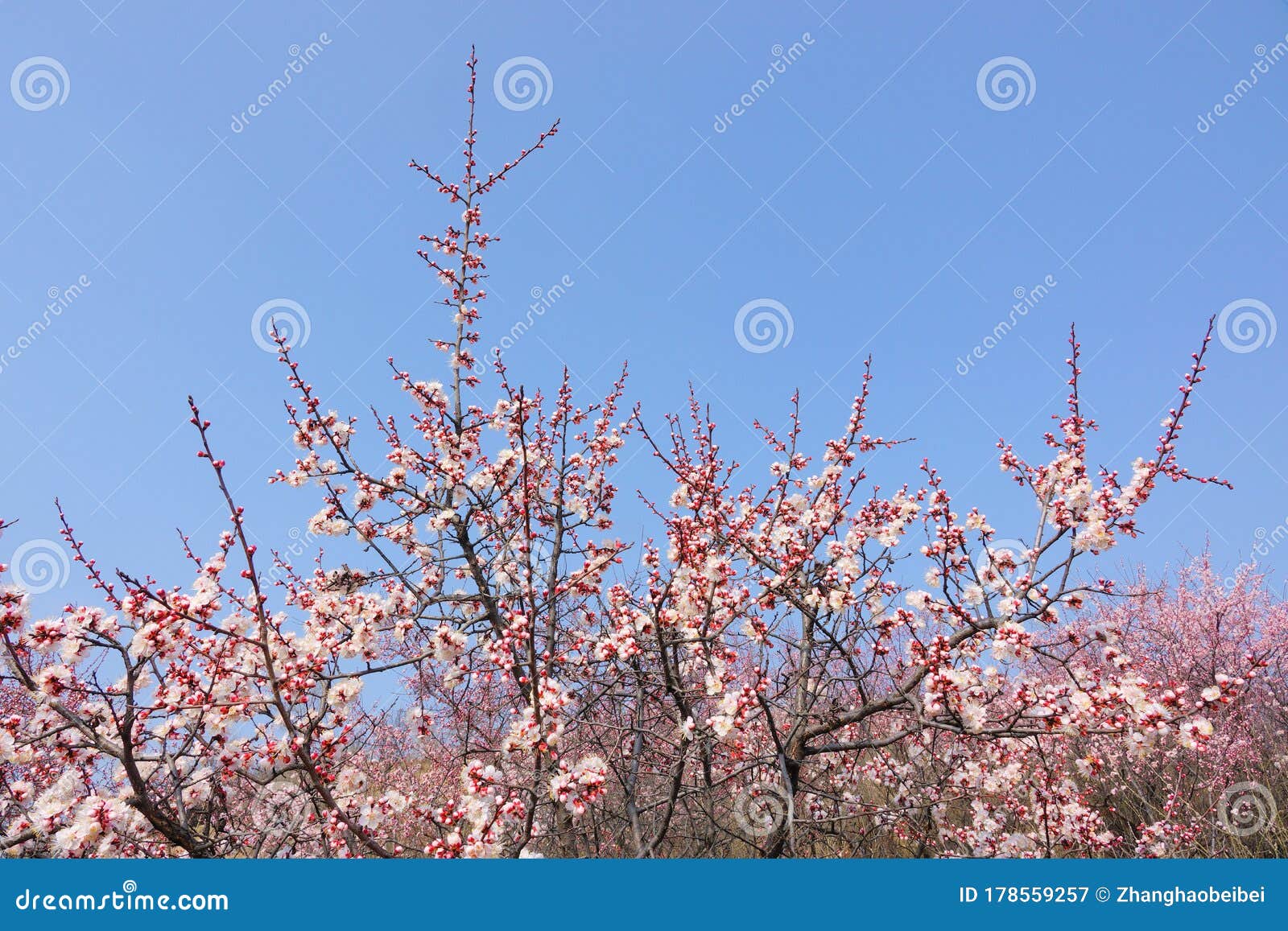 Spring apricot forest stock image. Image of apricot - 178559257