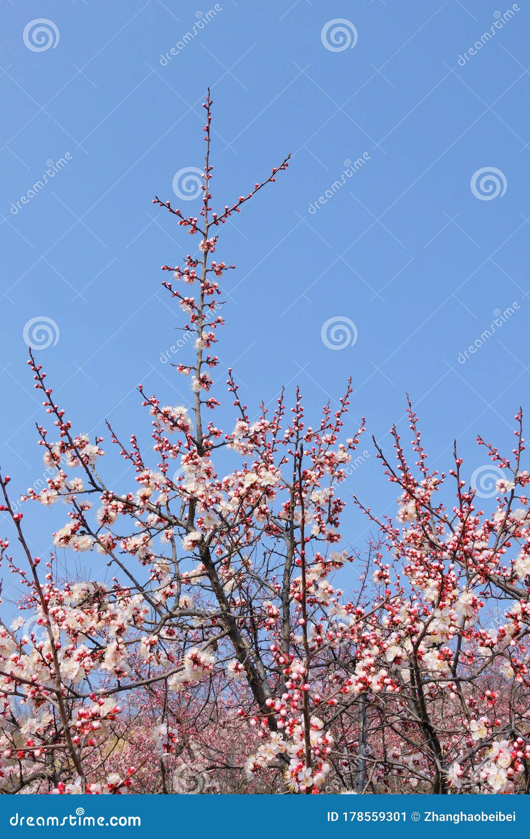 Spring apricot forest stock image. Image of spring, blooming - 178559301